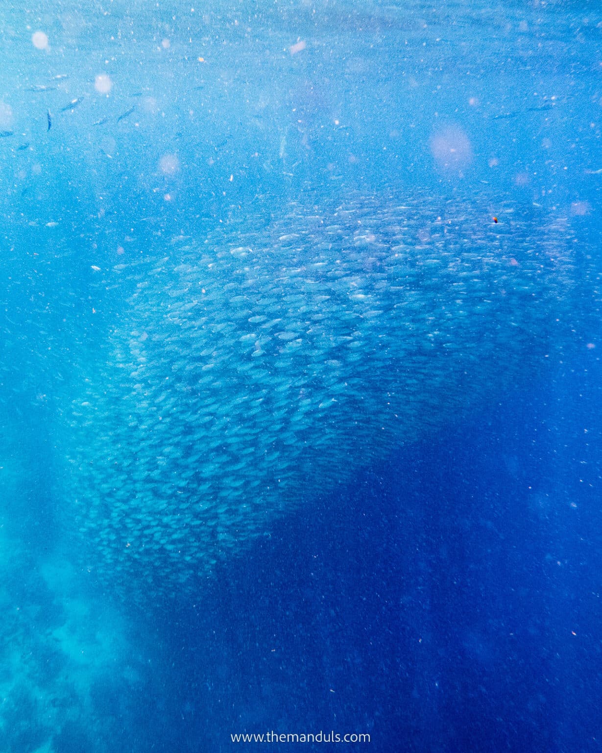 Snorkeling with Moalboal SARDINE RUN at PANAGSAMA beach