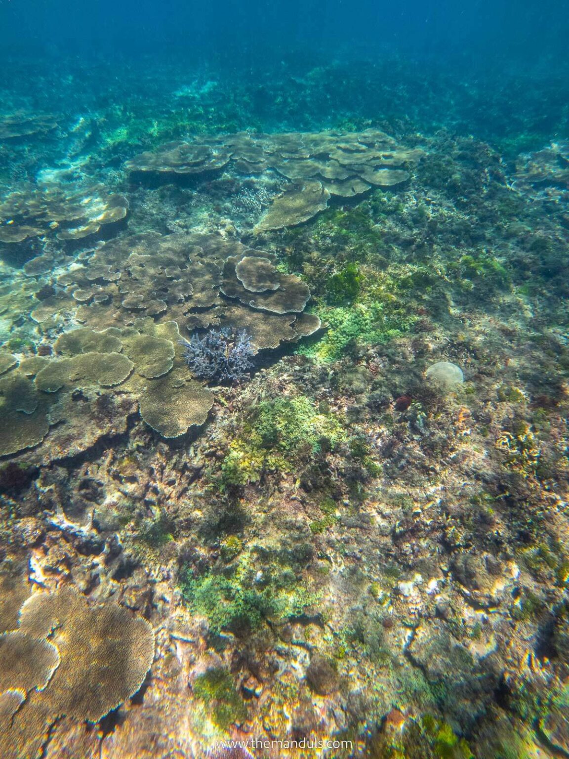 Siargao island hopping - Guyam, Daku and Naked island