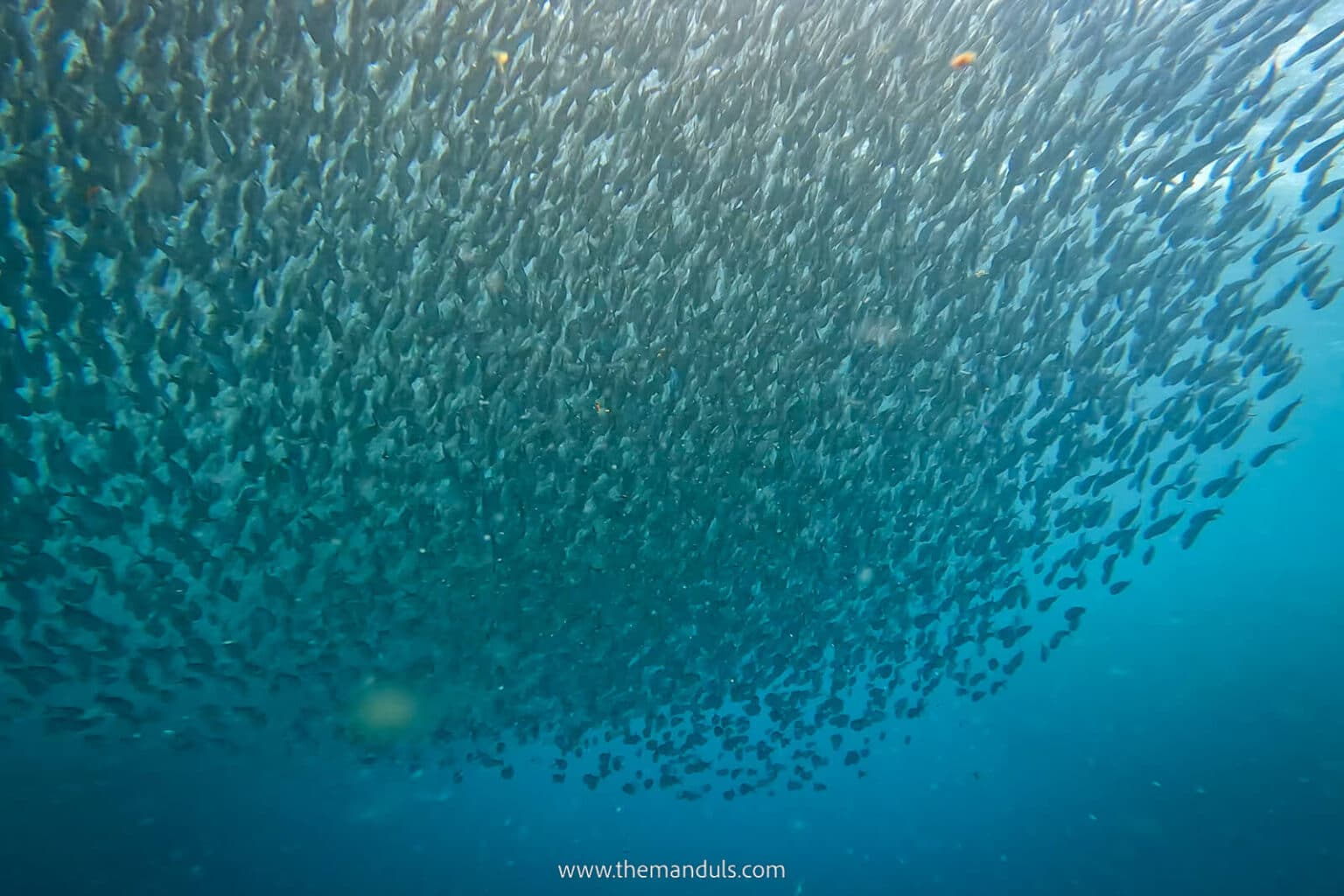 Snorkeling with Moalboal SARDINE RUN at PANAGSAMA beach