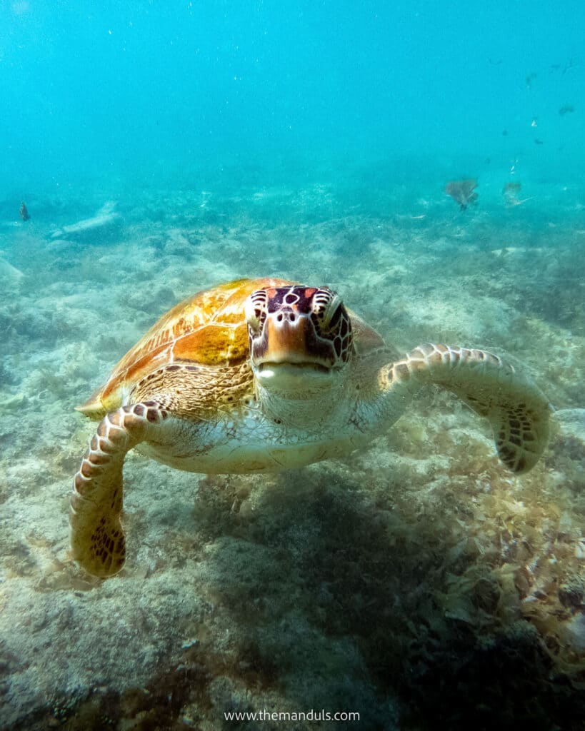 Snorkeling with Moalboal SARDINE RUN at PANAGSAMA beach