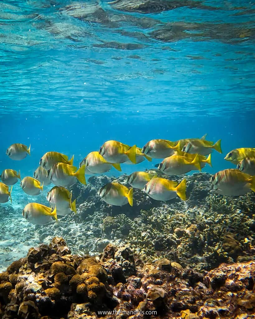 10 Best Koh Tao Snorkeling Spots you MUST visit