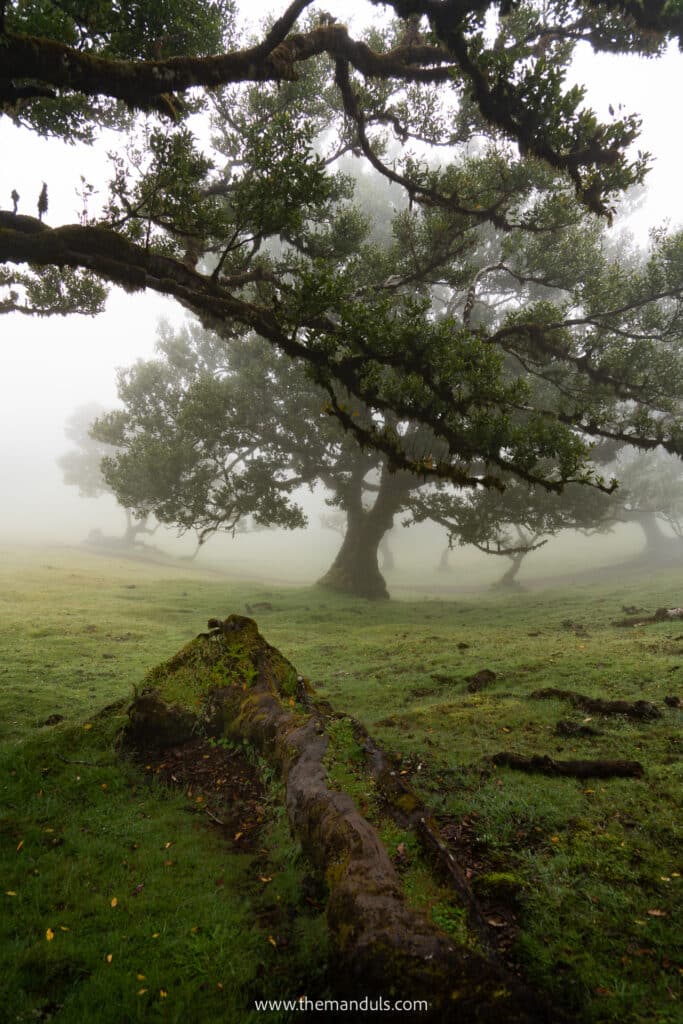 Fanal Forest Madeira: Complete Guide to the Magical Foggy Forest