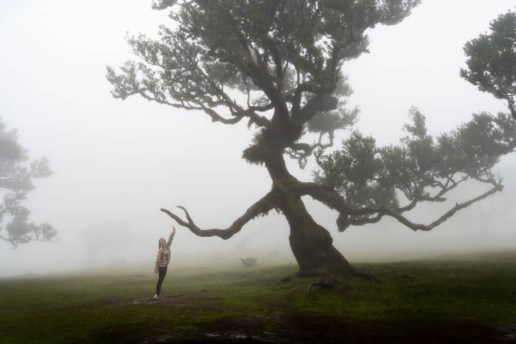 Fanal Forest Madeira: Complete Guide to the Magical Foggy Forest
