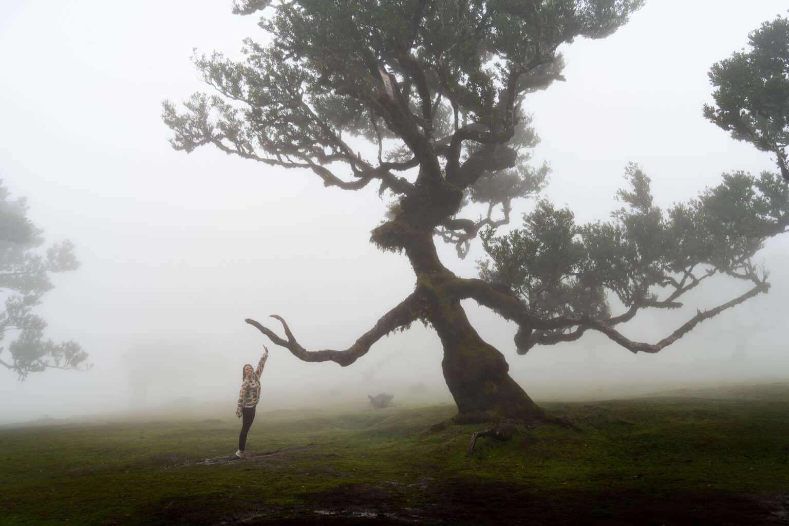 Fanal Forest Madeira: Complete Guide to the Magical Foggy Forest