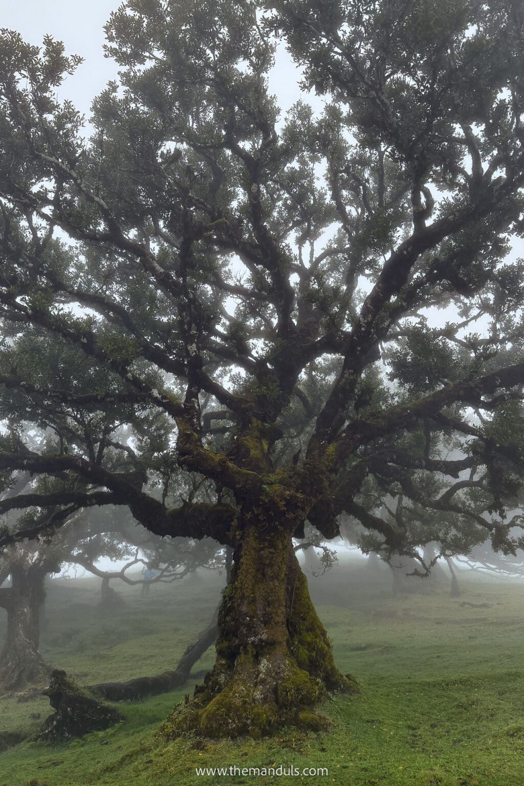 Fanal Forest Madeira: Complete Guide to the Magical Foggy Forest