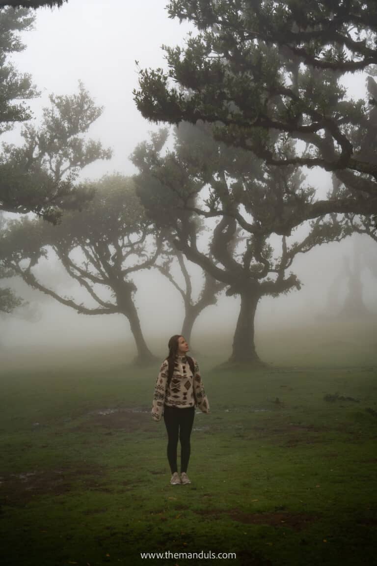 Fanal Forest Madeira: Complete Guide to the Magical Foggy Forest