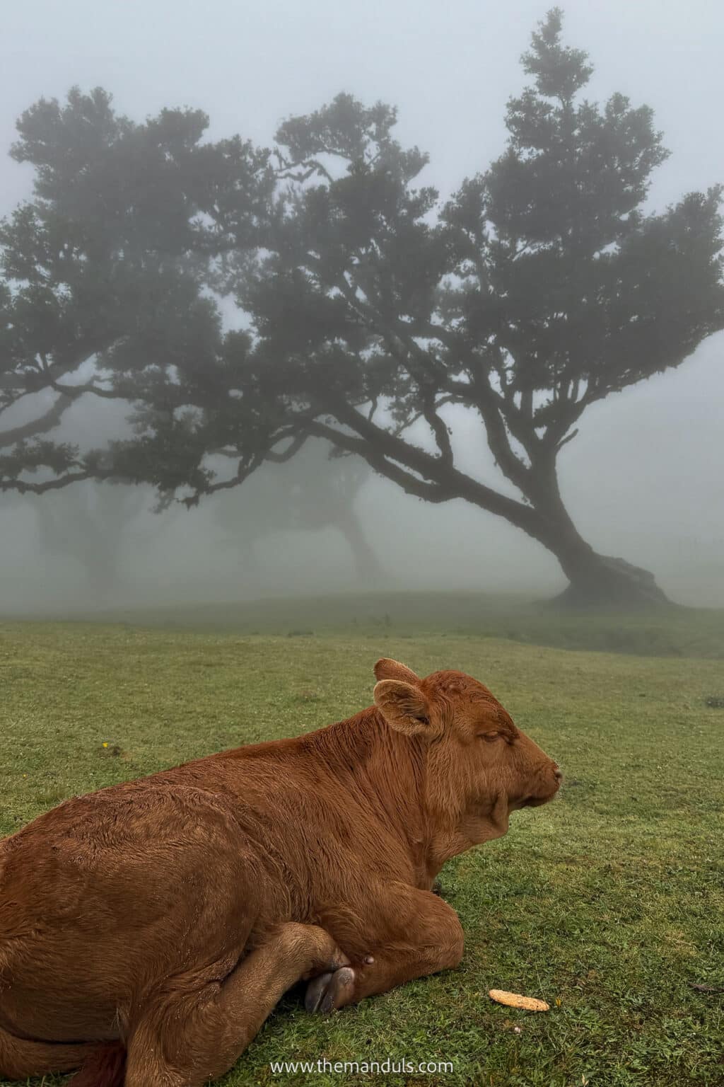 Fanal Forest Madeira: Complete Guide to the Magical Foggy Forest