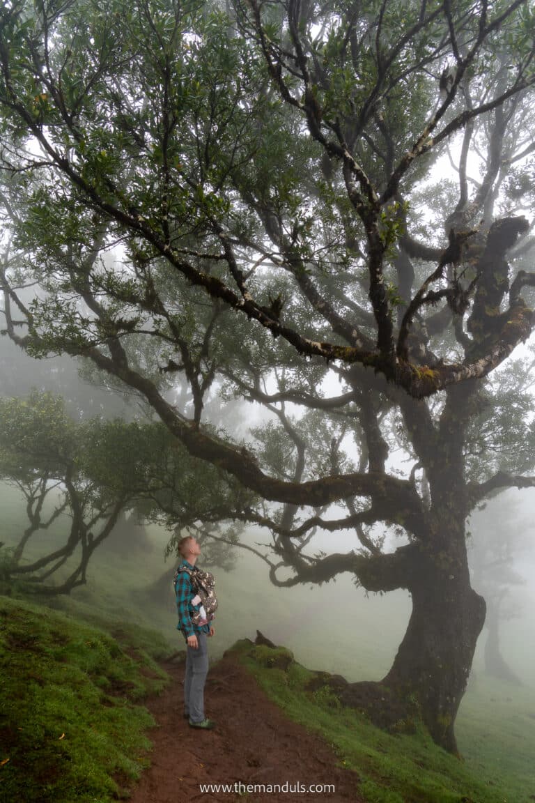 Fanal Forest Madeira: Complete Guide to the Magical Foggy Forest