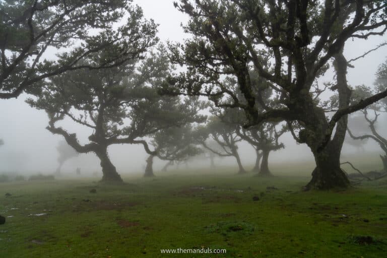 Fanal Forest Madeira: Complete Guide to the Magical Foggy Forest