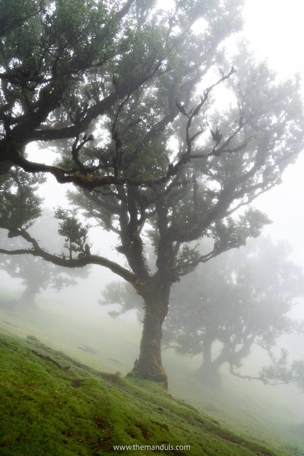 Fanal Forest Madeira: Complete Guide to the Magical Foggy Forest