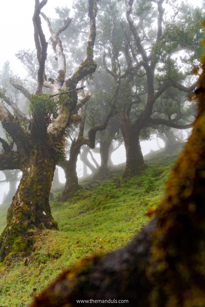 Fanal Forest Madeira: Complete Guide to the Magical Foggy Forest