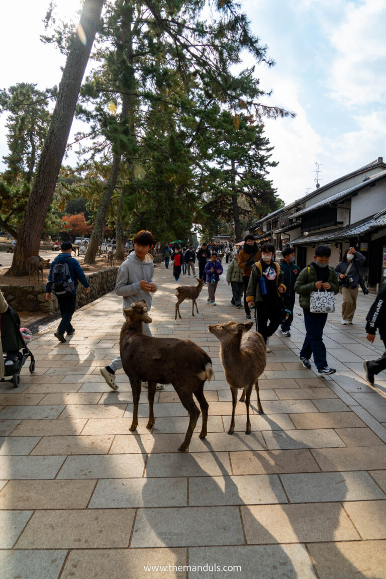 Nara Park 2026: What to Expect & How to Visit