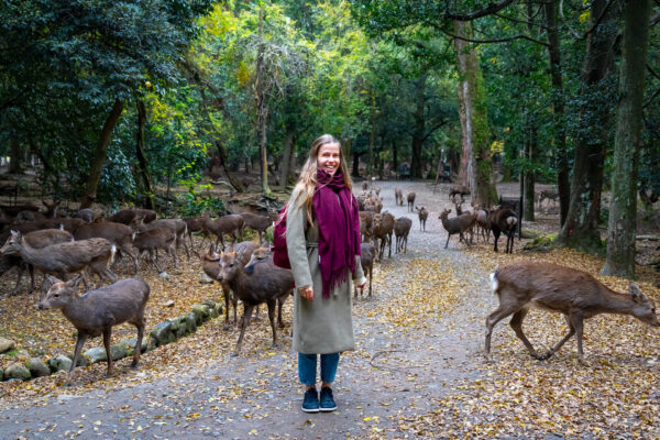 Nara Park 2026: What to Expect & How to Visit