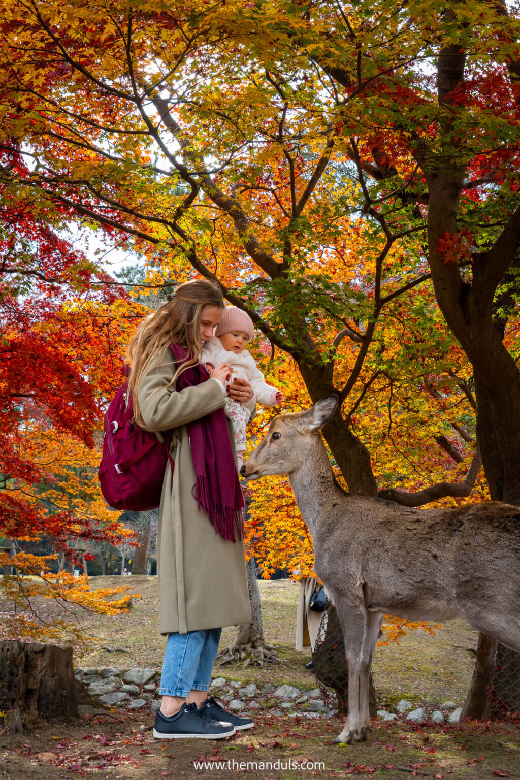 Nara Park 2026: What to Expect & How to Visit