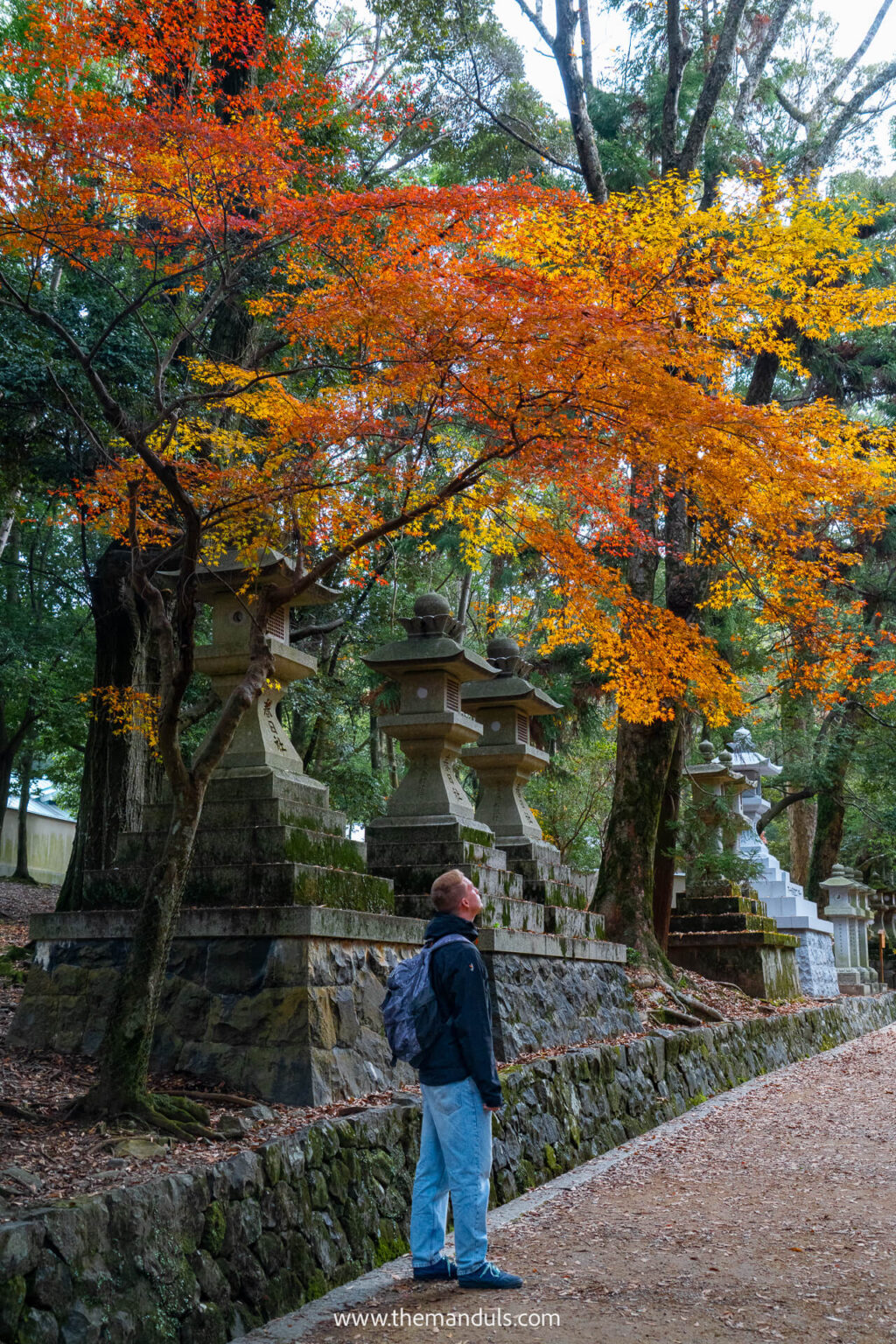 Nara Park 2026: What to Expect & How to Visit